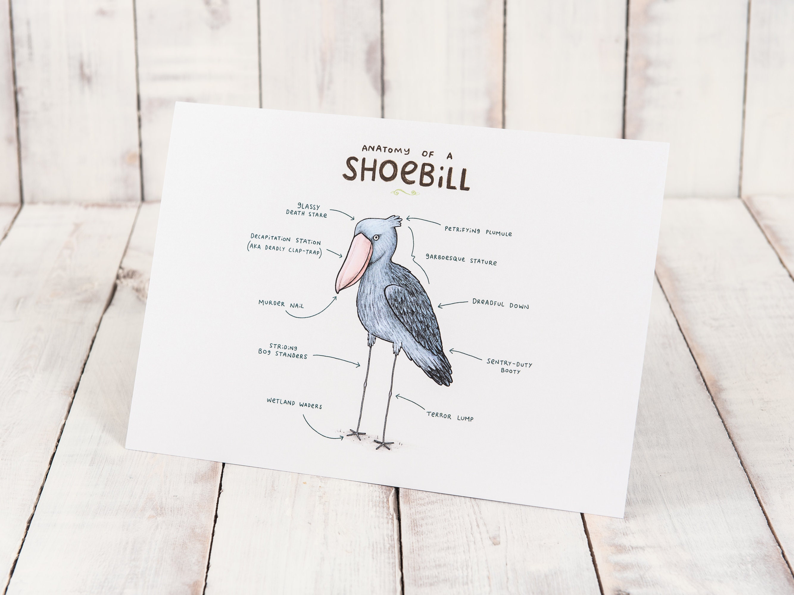 Anatomy of A Shoebill A4 Signed Print | Etsy