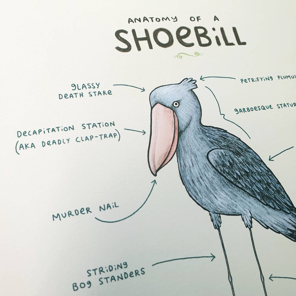 Anatomy of A Shoebill A4 Signed Print - Etsy Canada