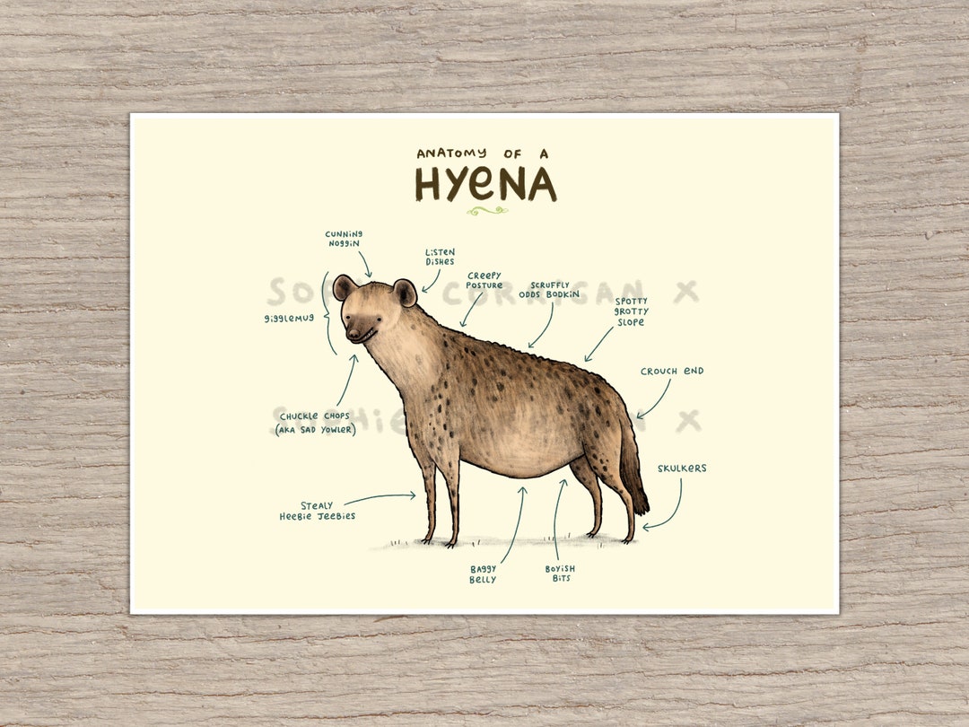Anatomy of A Hyena Signed Art Print - Etsy