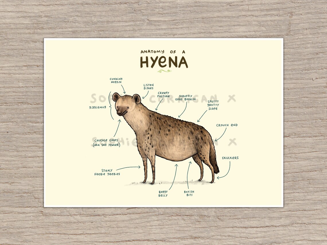 Anatomy of A Hyena Signed Art Print - Etsy