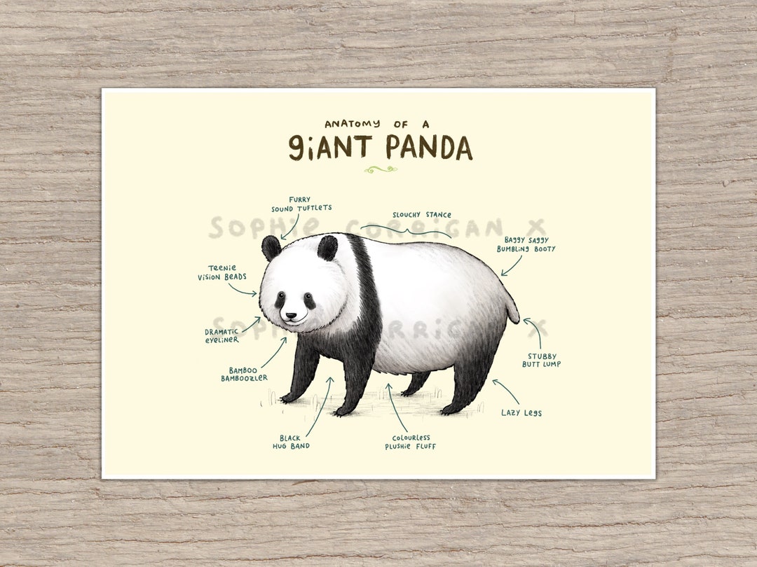 Anatomy of a Giant Panda Bear Signed Fine Art Print - Etsy UK