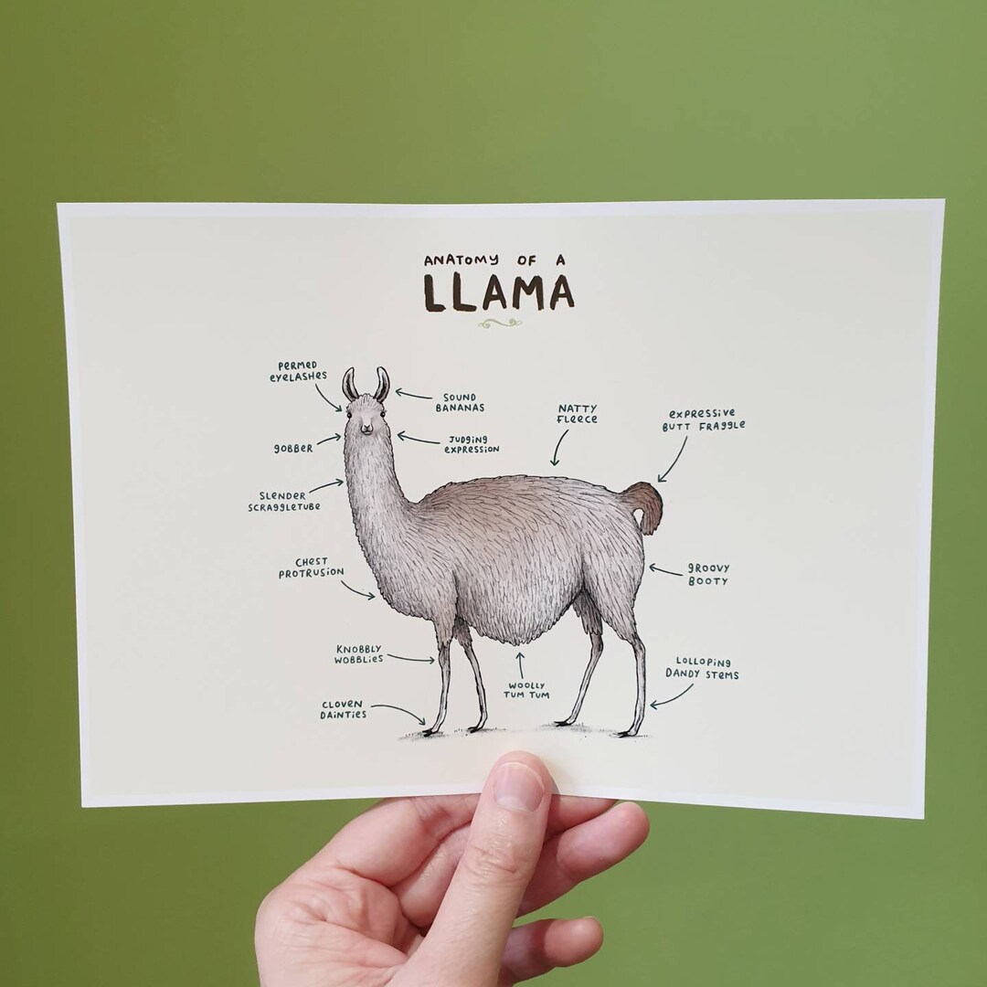 Anatomy of a Llama Signed Art Print - Etsy