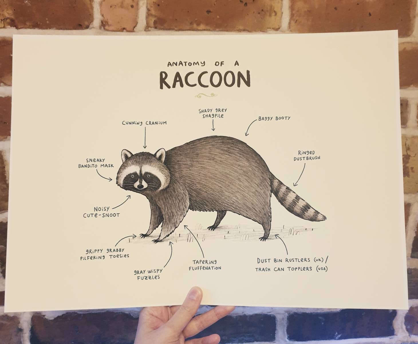 Anatomía de un mapache Grabado de arte firmado - Etsy México