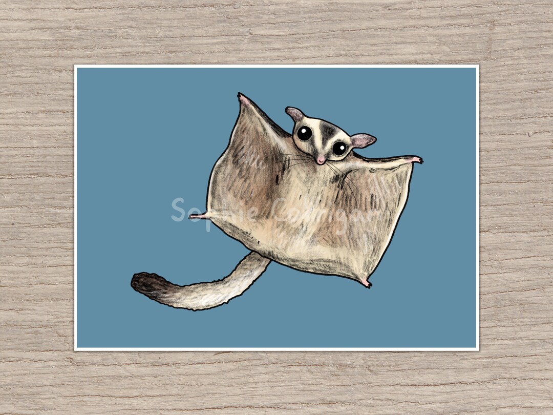 Cute Flying Sugar Glider Signed Art Print - Etsy