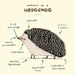 Anatomy of A Hedgehog A4 Signed Print Hedgehogs Tenrecs Cute Funny ...