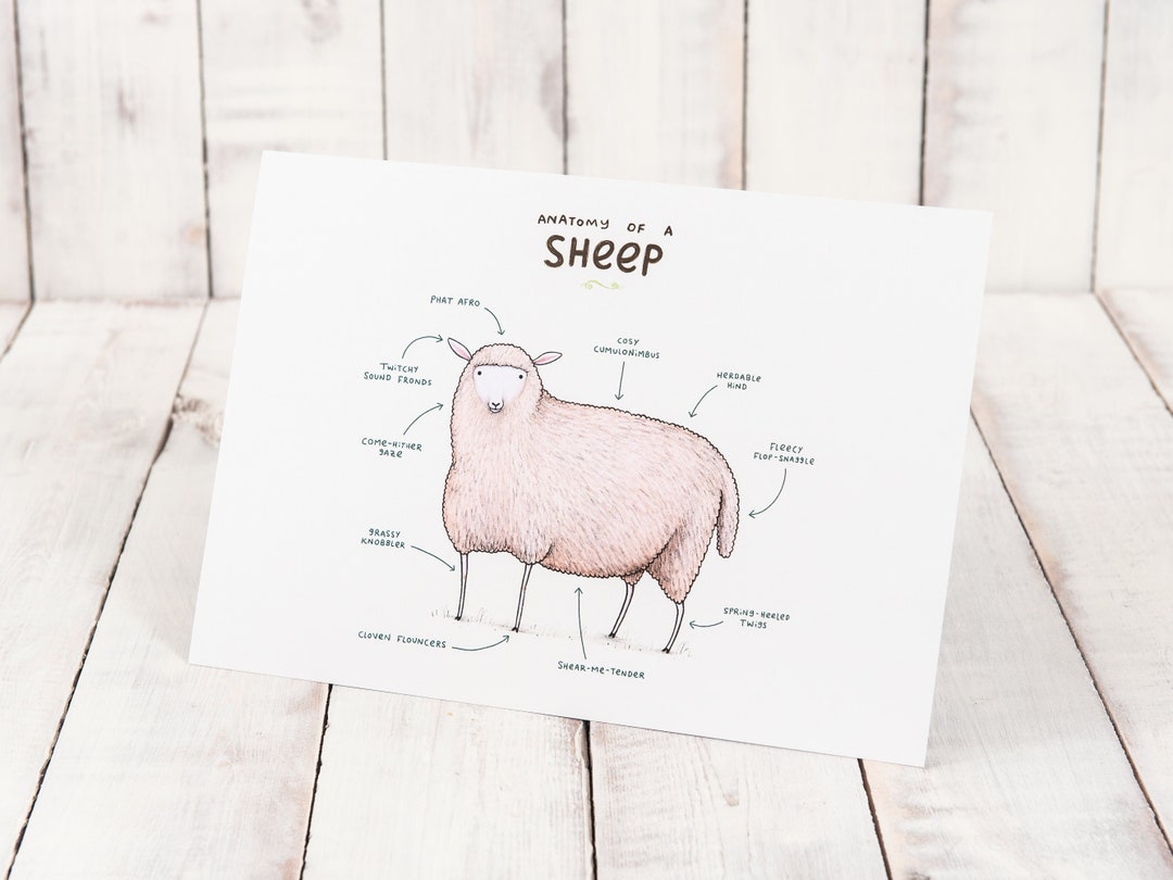 Anatomy of A Sheep A4 Signed Print - Etsy