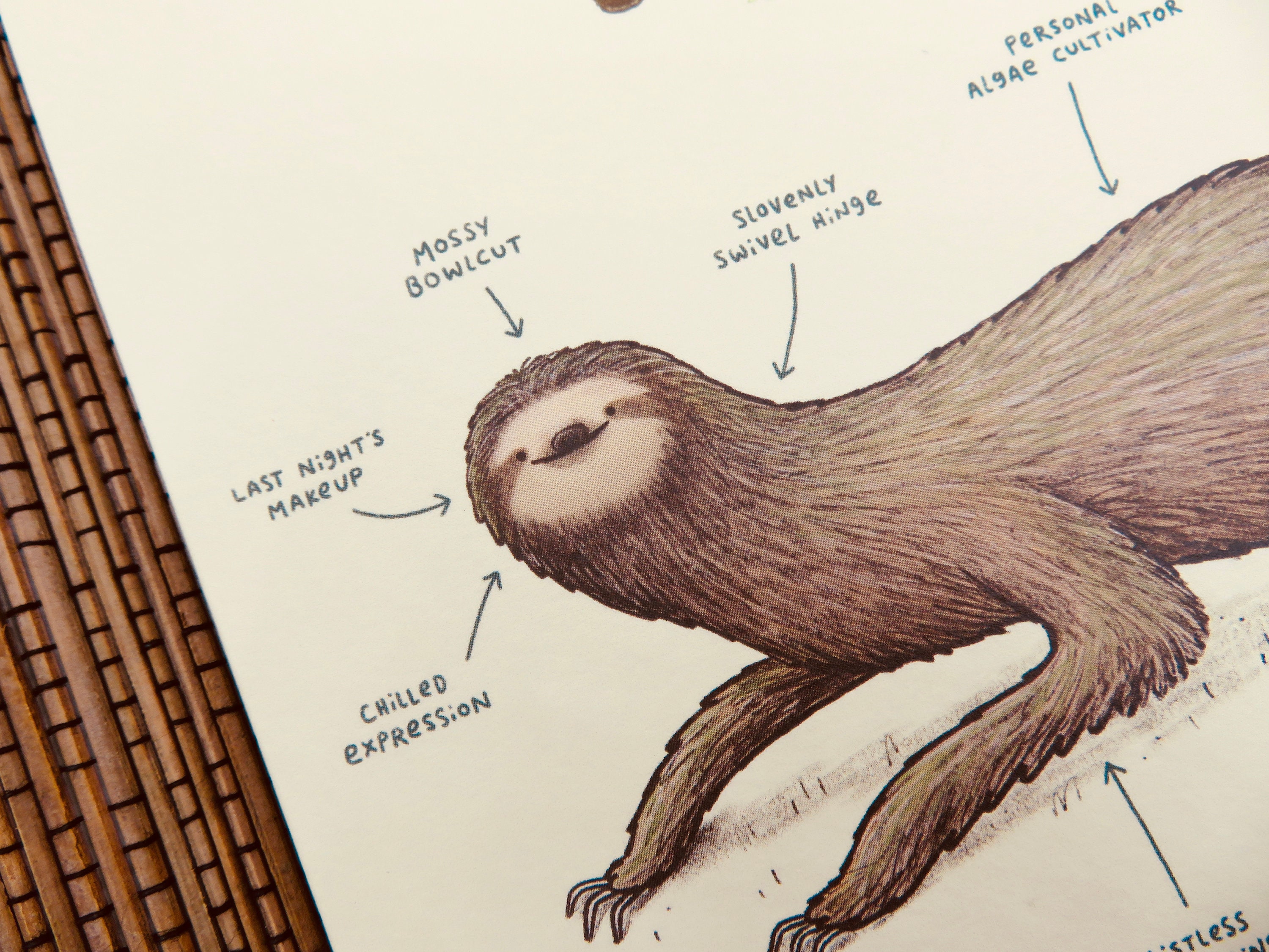 Anatomy Of A Sloth Card | Etsy