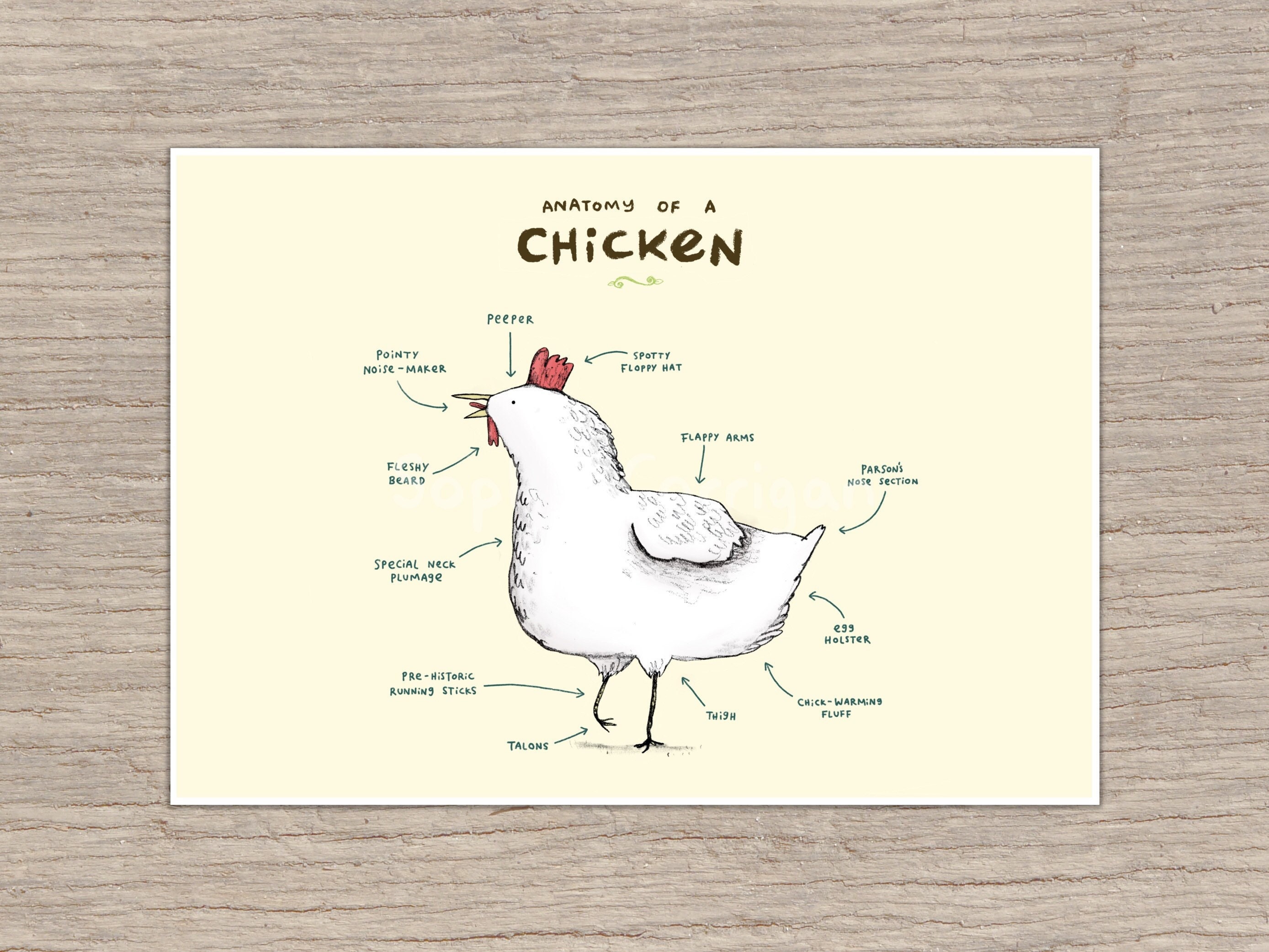 Hen Anatomy