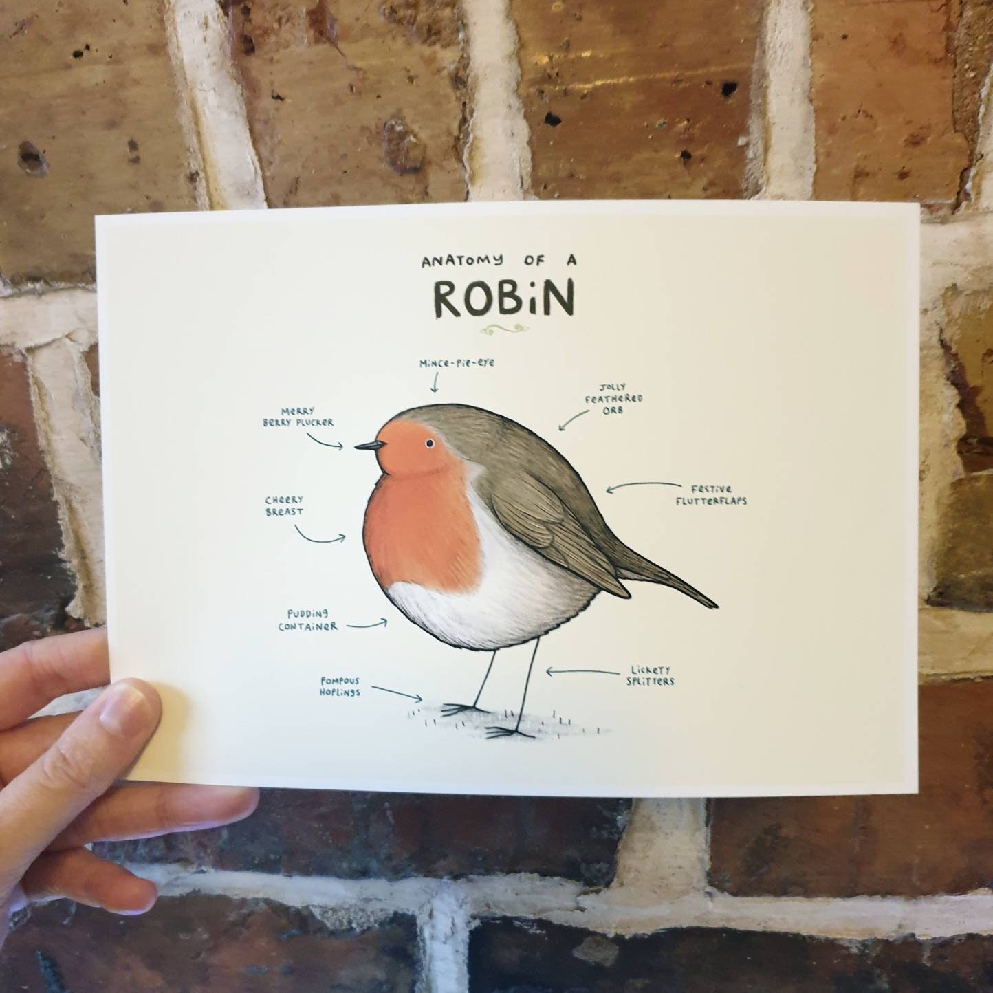 Anatomy of a Robin Signed Art Print | Etsy