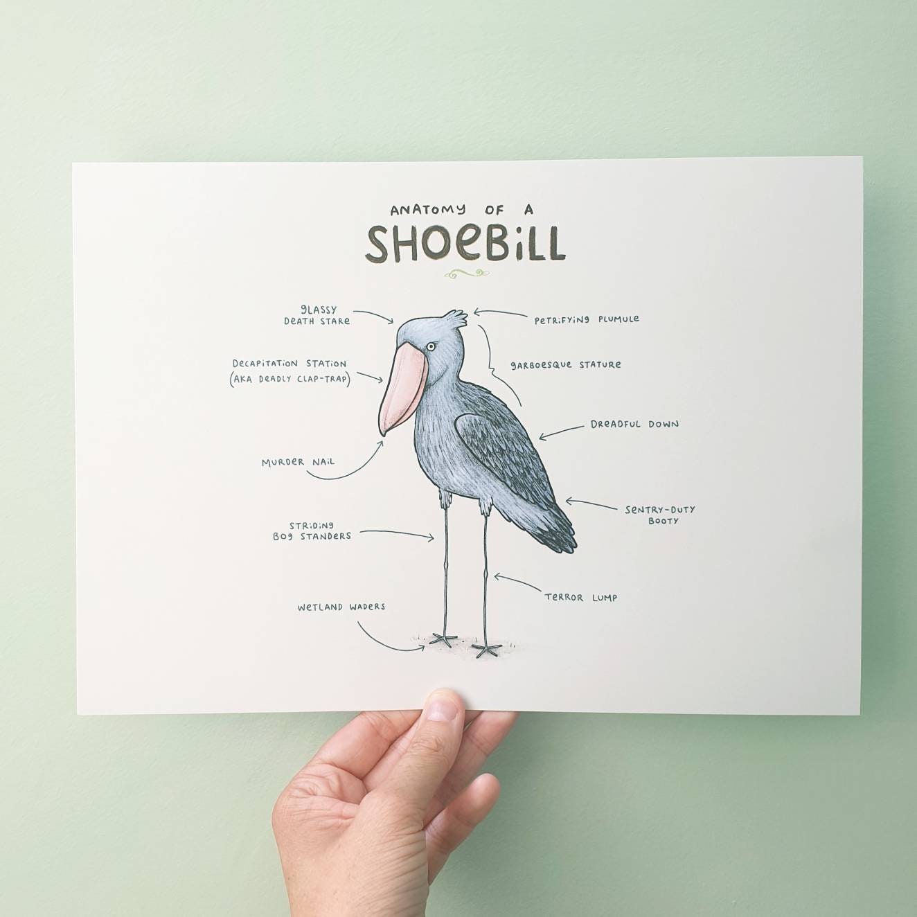 Anatomy of A Shoebill A4 Signed Print - Etsy Canada