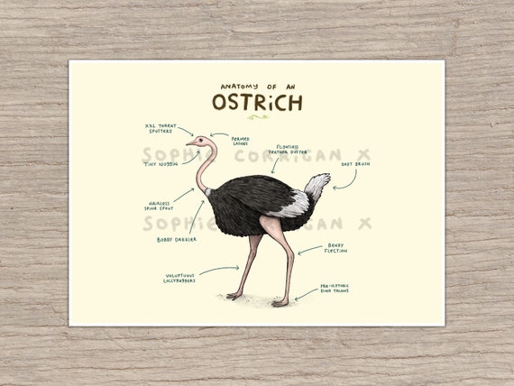 Anatomy of an Ostrich Signed Art Print | Etsy
