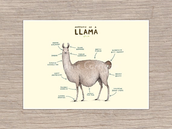 Anatomy of a Llama Signed Art Print | Etsy