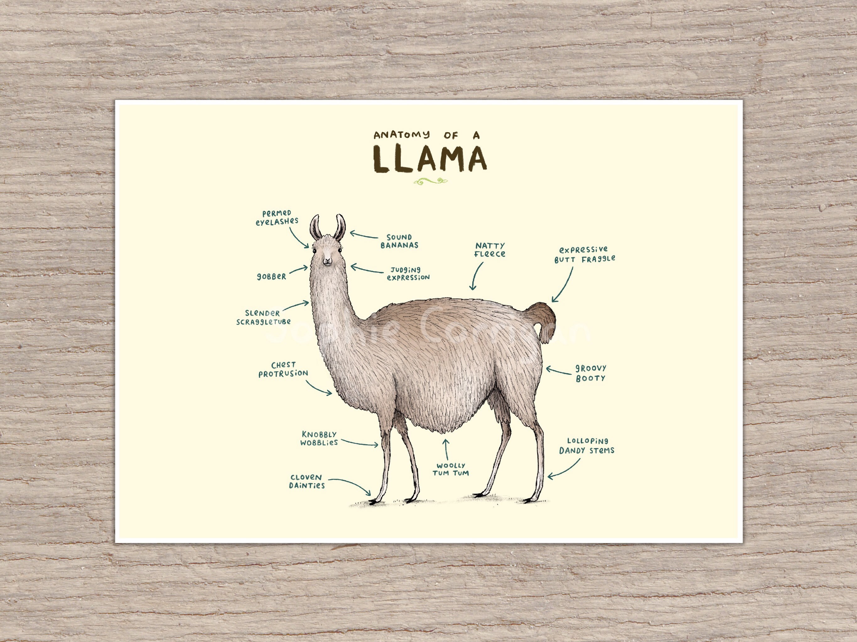 Anatomy of a Llama Signed Art Print - Etsy UK