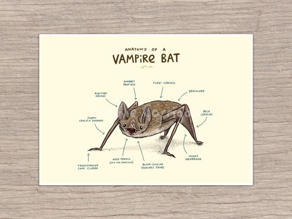 Anatomy of a Vampire Bat Signed Art Print | Etsy