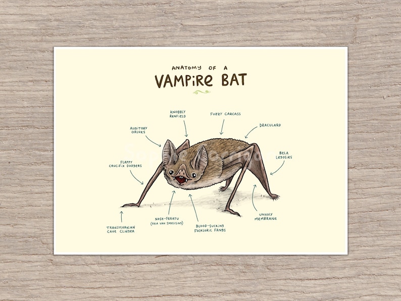 Anatomy of a Vampire Bat Signed Art Print - Etsy