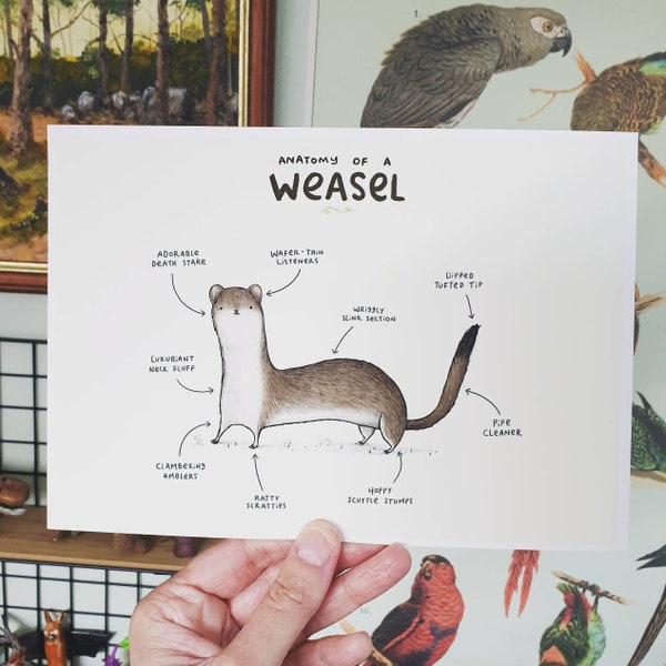 Weasel - Etsy