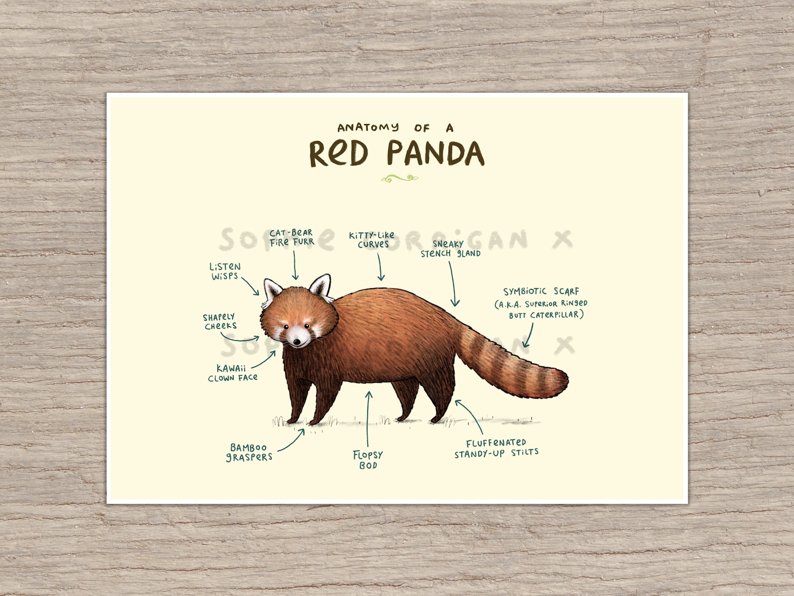 Anatomy of a Red Panda Signed Art Print - Etsy