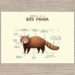 Anatomy of a Red Panda Signed Art Print - Etsy