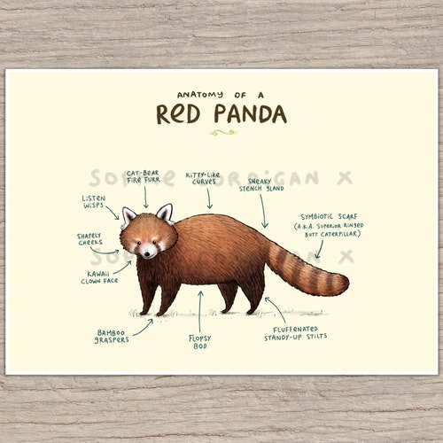 Anatomy of a Red Panda Signed Art Print - Etsy