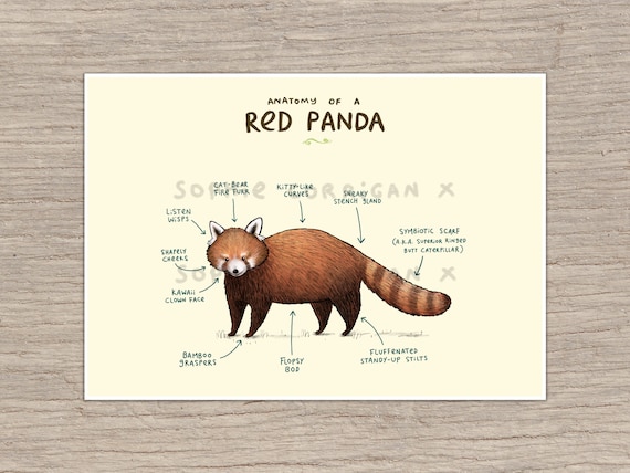 Red Panda Body