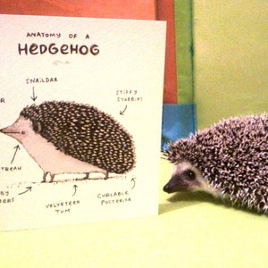 Anatomy of A Hedgehog Card - Etsy