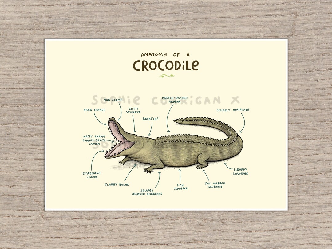 Anatomy of A Crocodile Signed Fine Art Print - Etsy