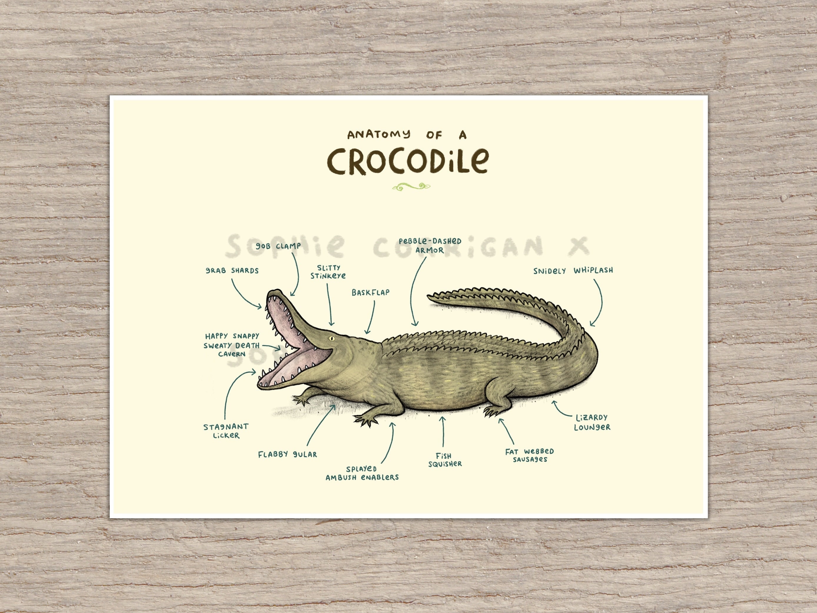 Crocodile Anatomy
