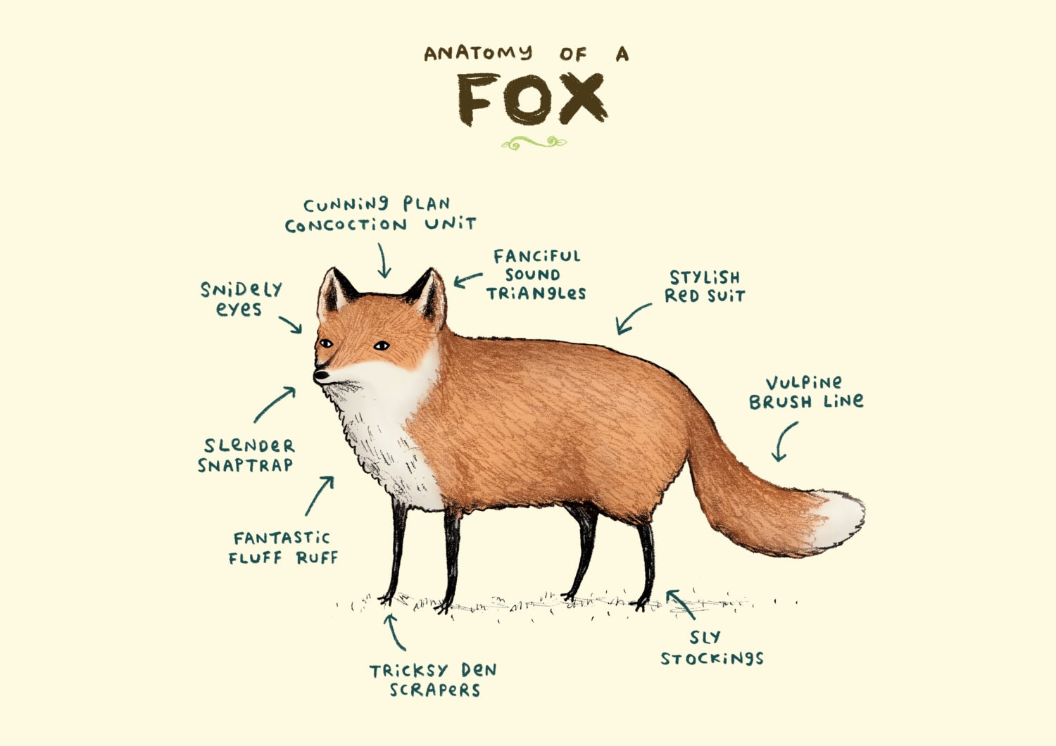 Anatomy of A Fox A4 Signed Print - Etsy UK