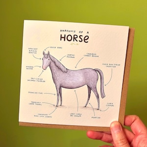 Anatomy of a Horse Card - Etsy