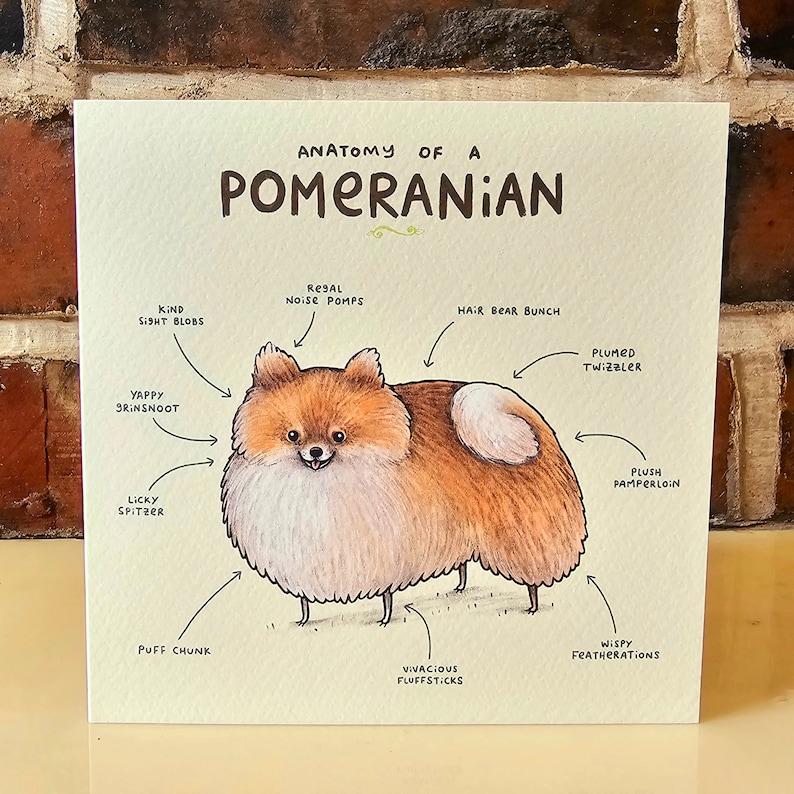 Anatomy of a Pomeranian Greeting Card: Funny Dog Illustration - Etsy