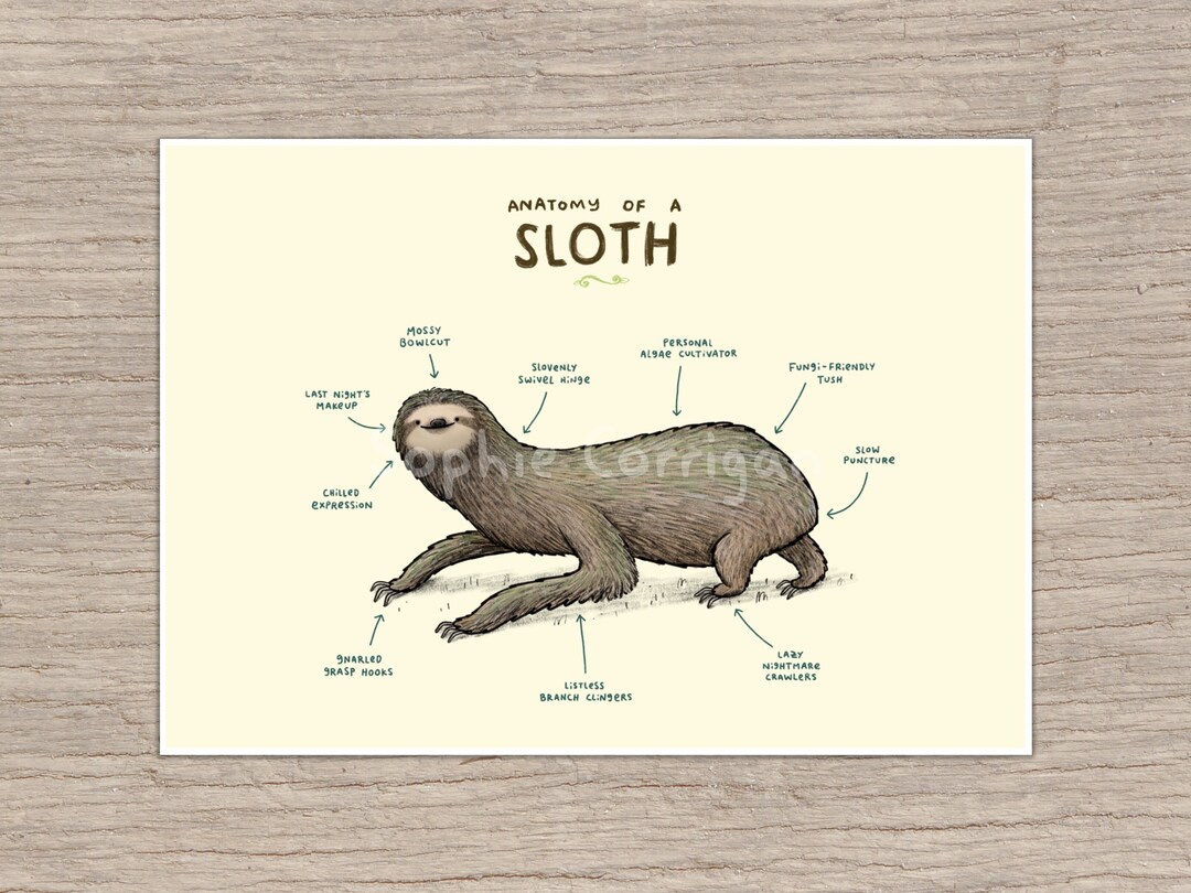 Anatomy of a Sloth Signed Fine Art Print - Etsy