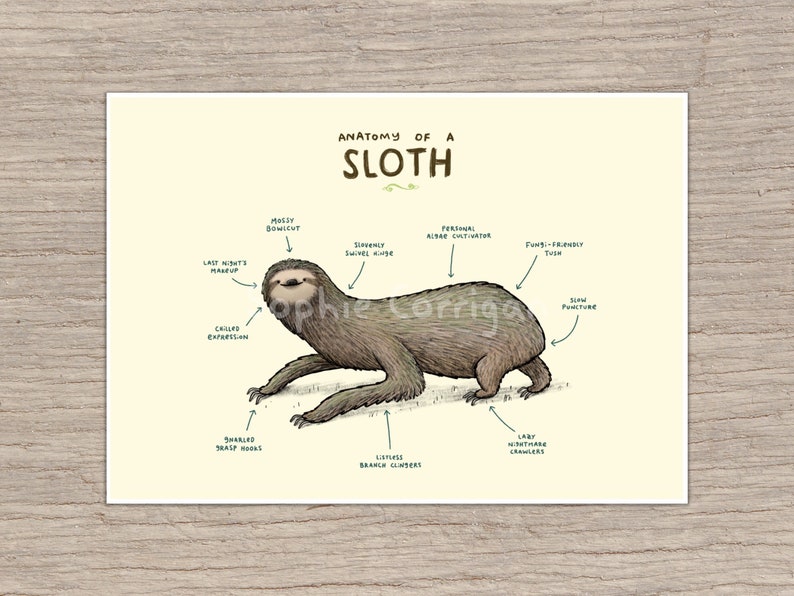 Anatomy of a Sloth Signed Fine Art Print - Etsy