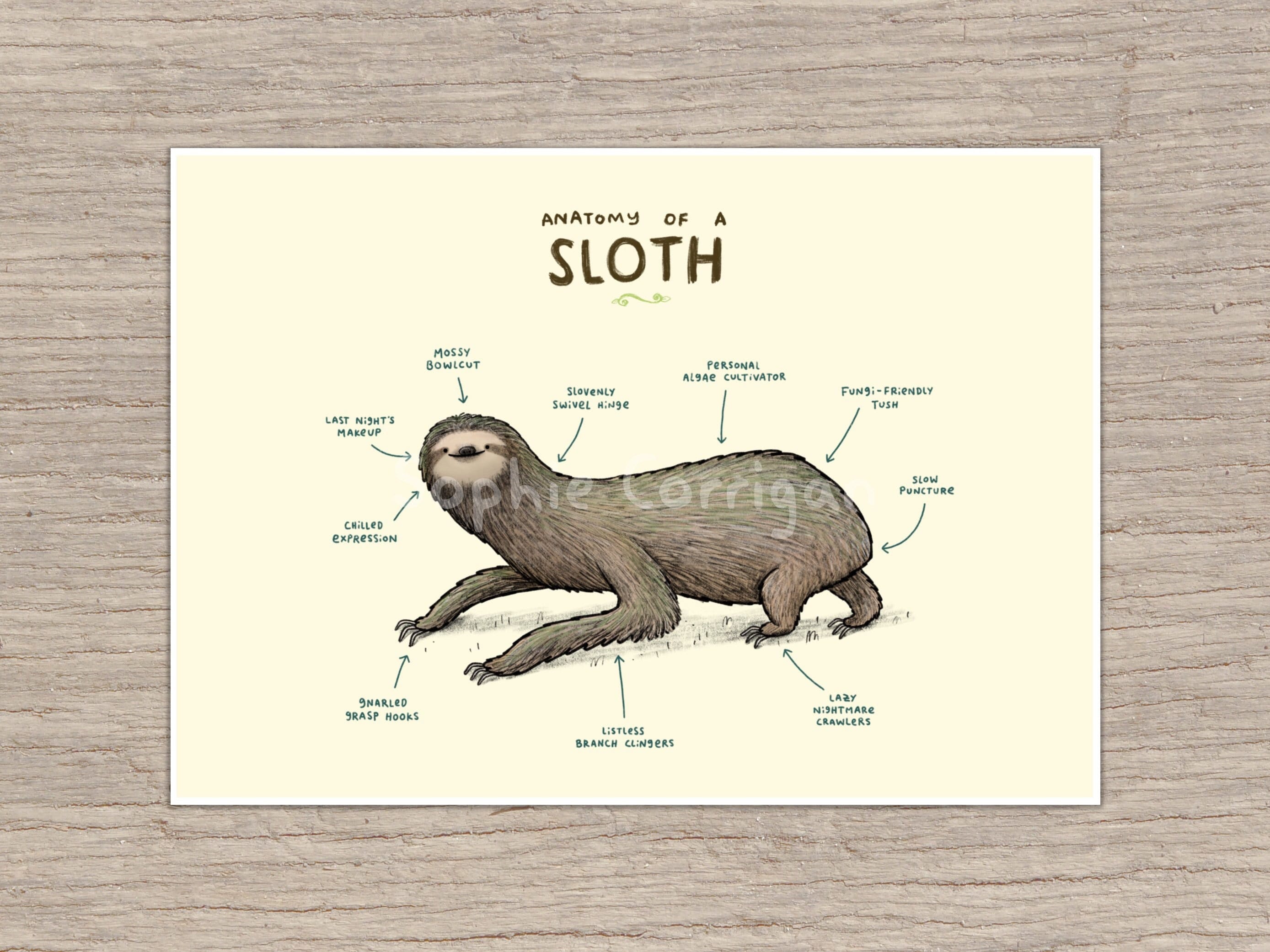 Anatomy of a Sloth Signed Fine Art Print - Etsy UK