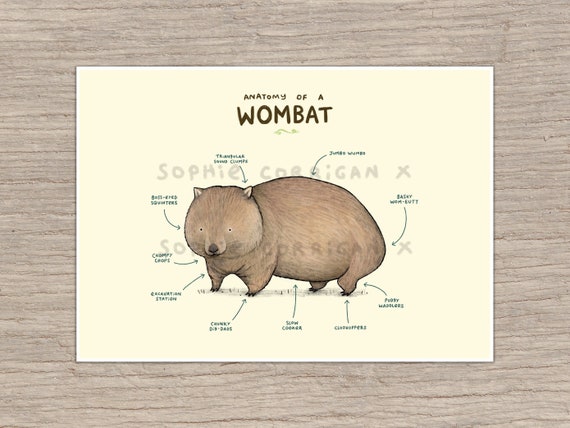 Anatomy of a Wombat Signed Art Print Cute Wombat Art Funny - Etsy Australia