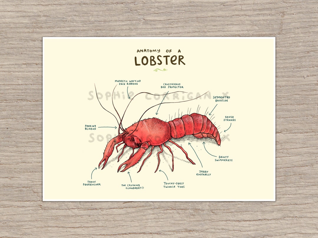 Anatomy of a Lobster Signed Art Print - Etsy