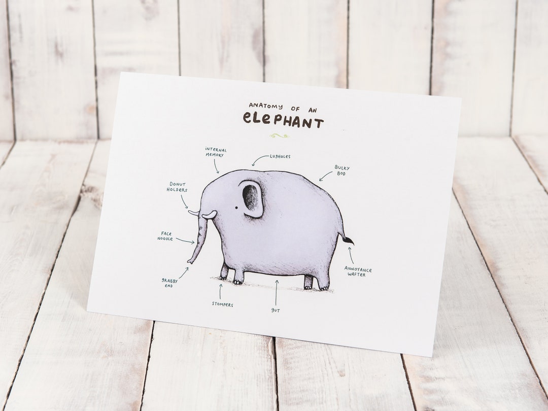 Anatomy of an Elephant A4 Signed Print - Etsy