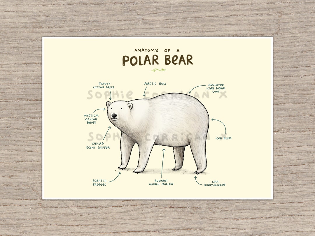 Anatomy of A Polar Bear Signed Art Print - Etsy