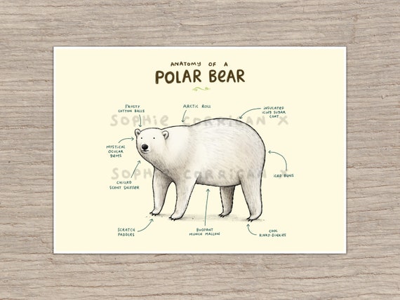 Polar Bear Anatomy Diagram How To Draw Bears, Drawing, Step By Step,