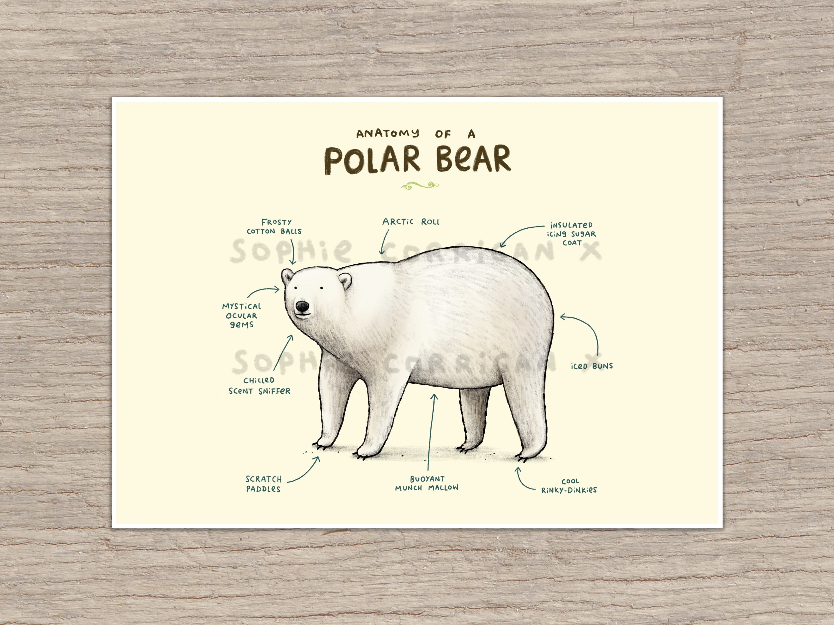 Anatomía De Un Oso Polar