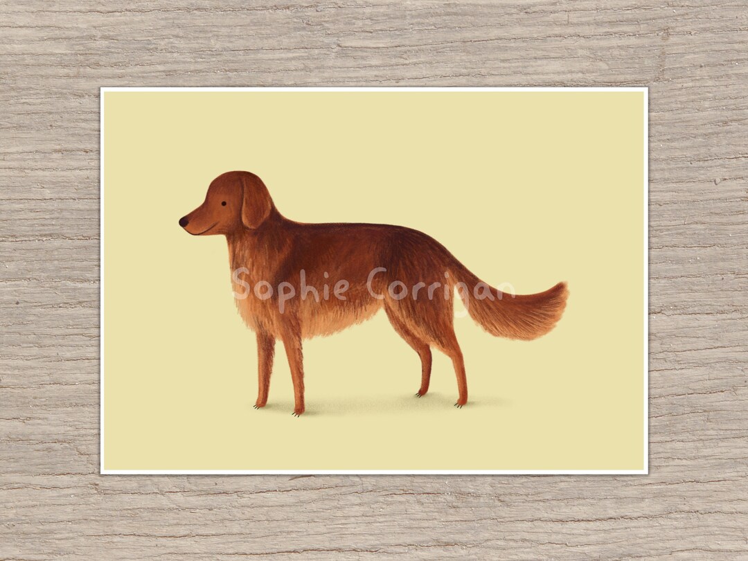 Red Setter Dog Portrait Signed Fine Art Print - Red Setter Gift Irish ...