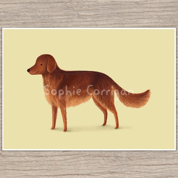 Irish Setter Art - Etsy