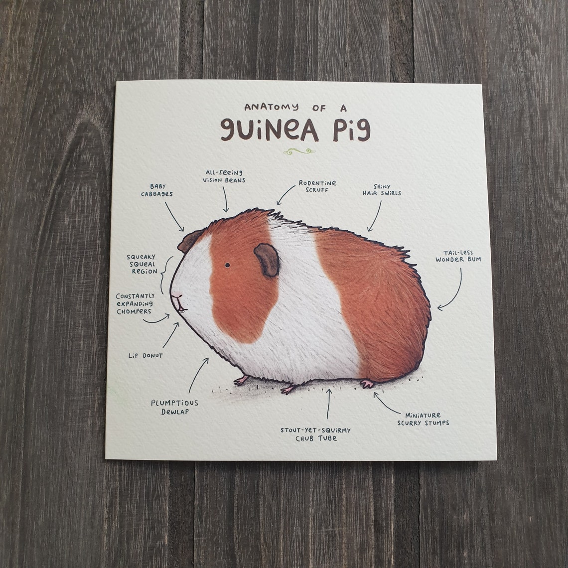 Anatomy Of A Guinea Pig Card | Etsy