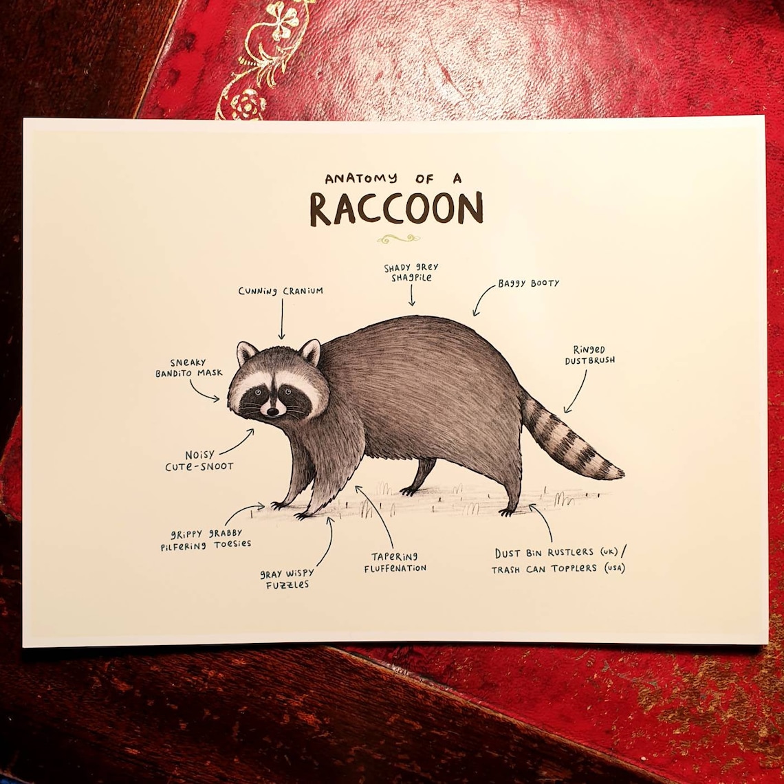 Anatomy of a Raccoon Signed Fine Art Print - Etsy