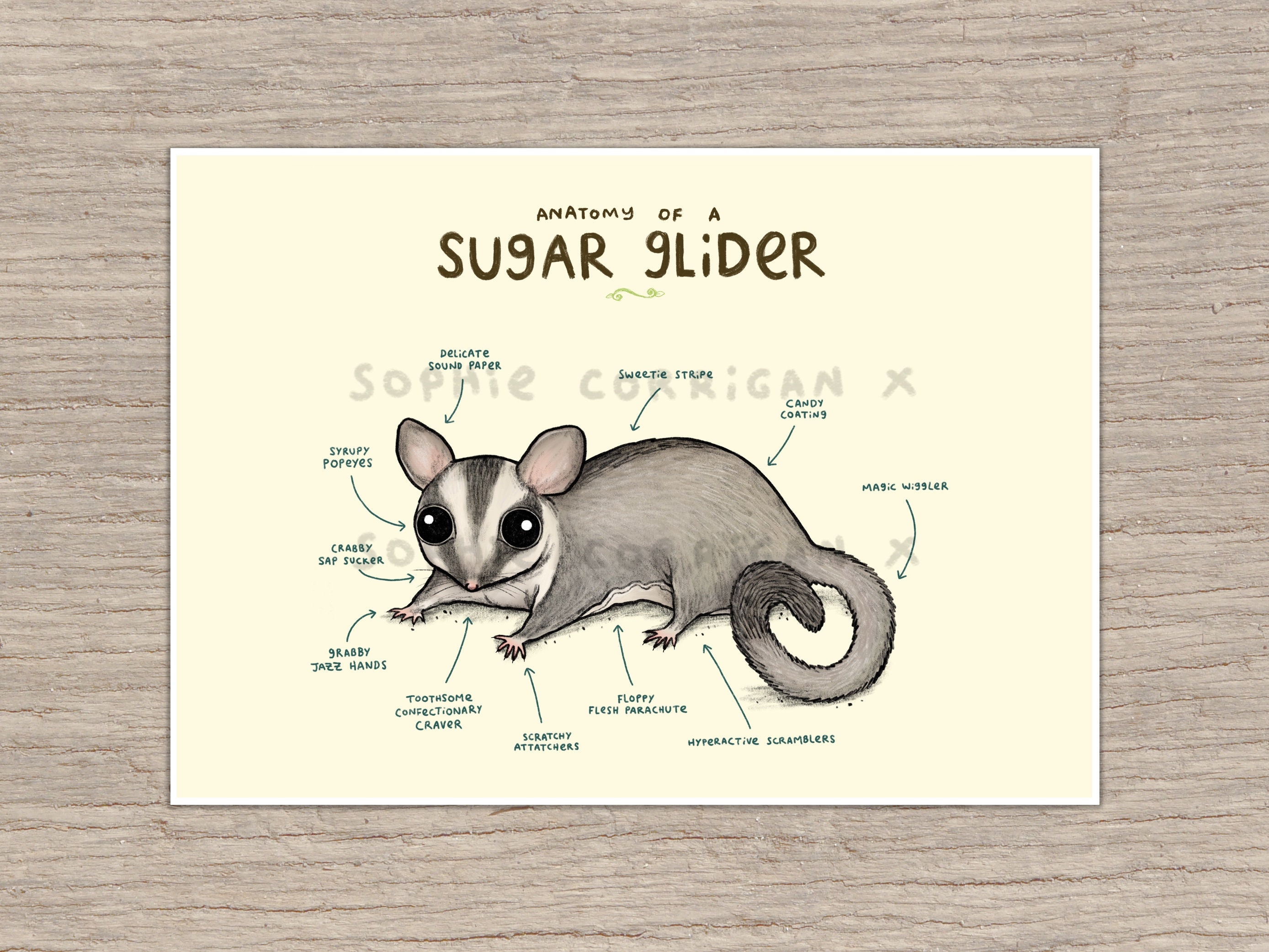 Anatomy of a Sugar Glider Signed Art Print - Etsy UK