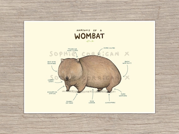Anatomy of a Wombat Signed Art Print | Etsy