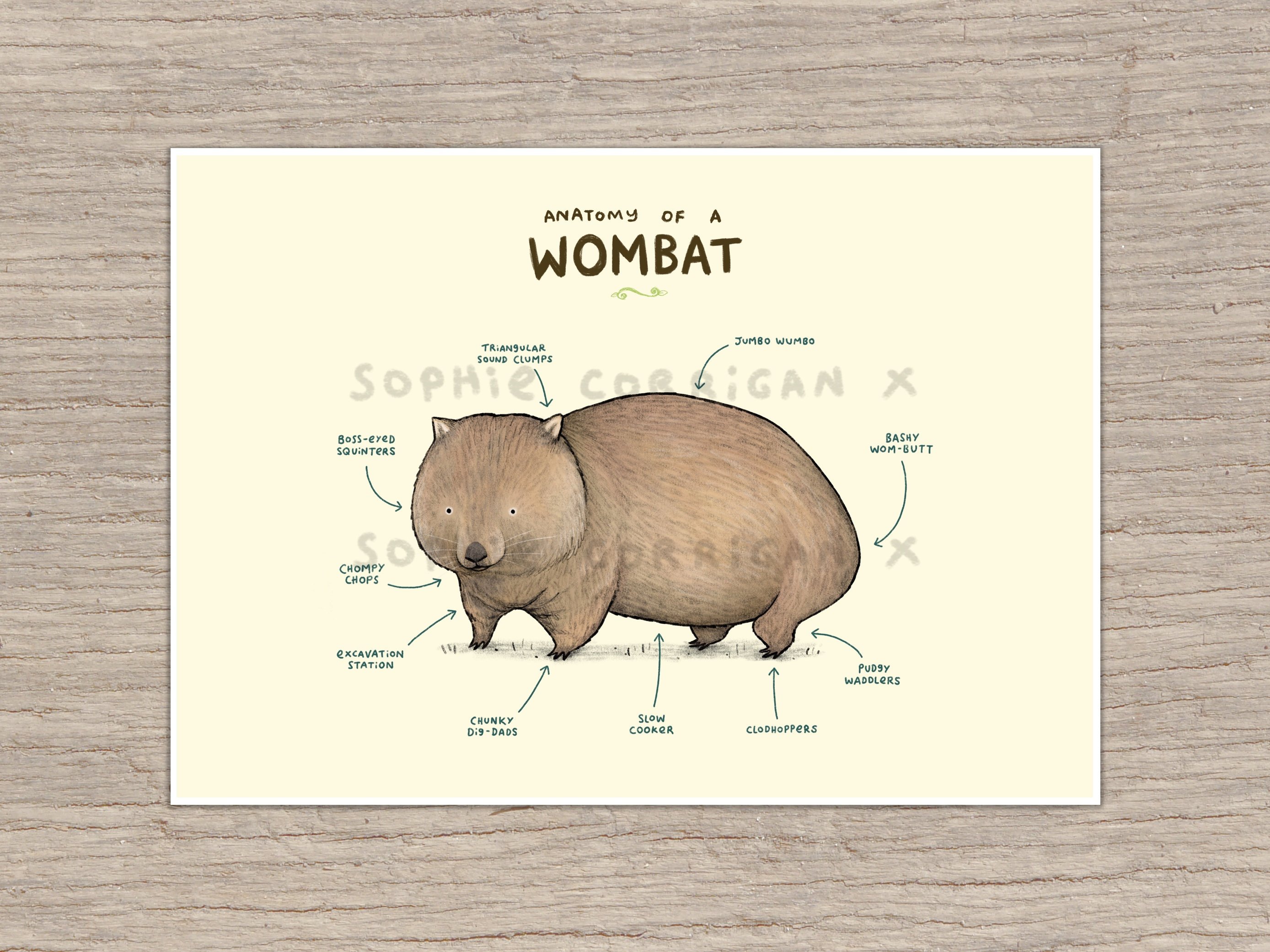Anatomy of a Wombat Signed Art Print | Etsy UK