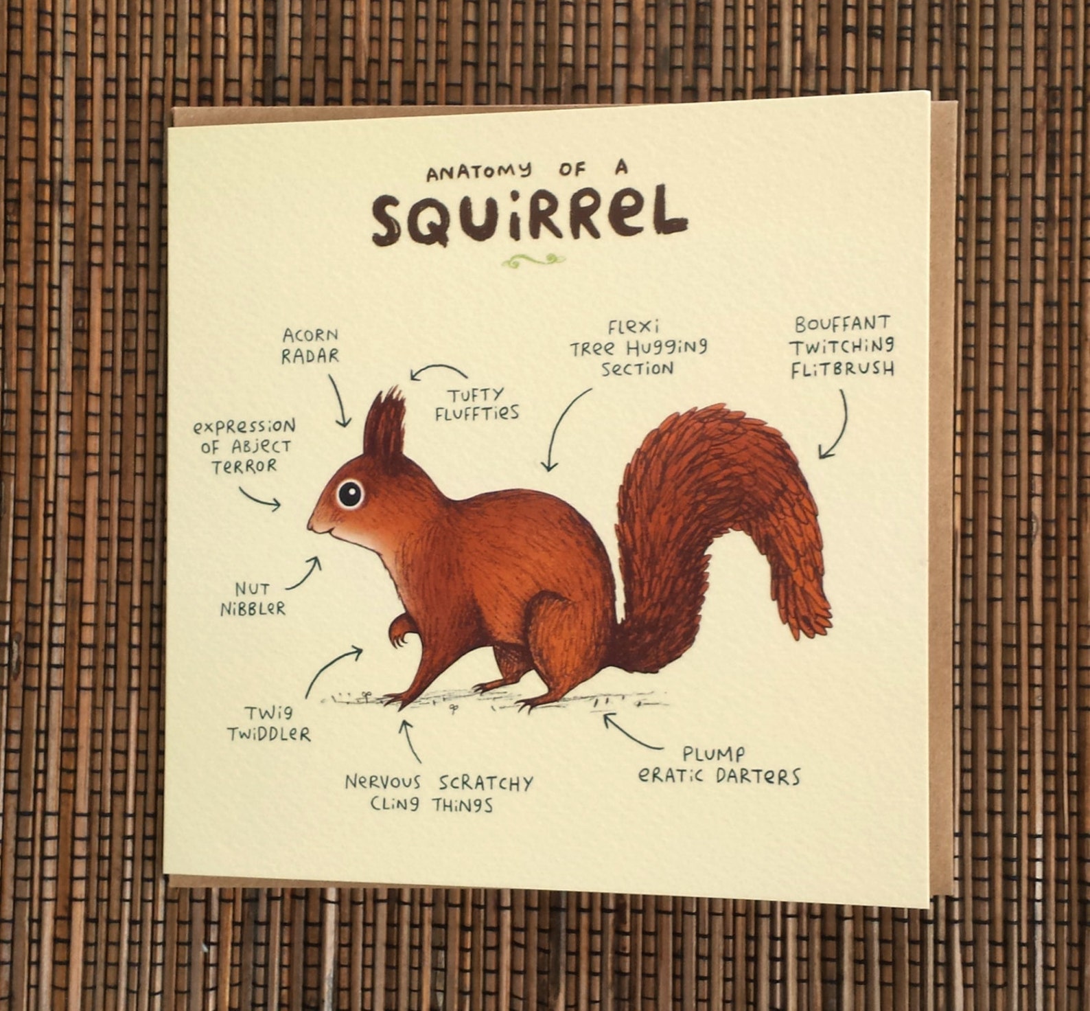 Anatomy of A Squirrel Card - Etsy