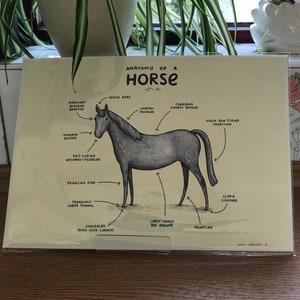 Anatomy of a Horse Signed Art Print - Etsy