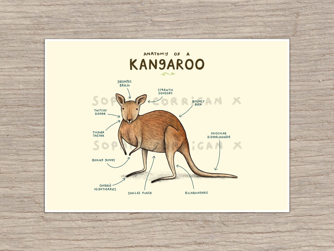 Anatomy of a Kangaroo Signed Art Print - Etsy
