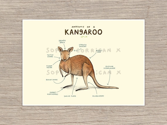 Anatomy of a Kangaroo Signed Art Print | Etsy